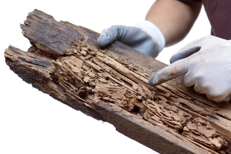 Why Do You Need a WDI & O? - Inspections of Texas